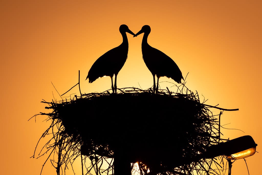 Lovers At Sunset (White Storks) - Craig Rogers