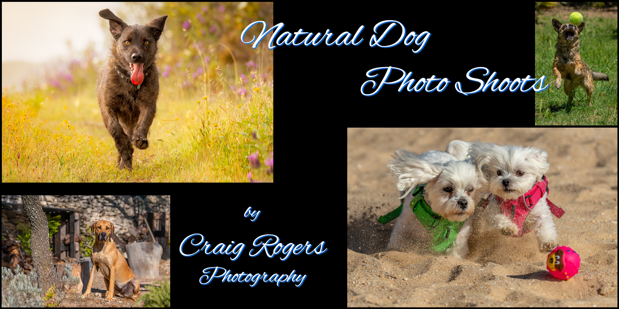 Natural Dog Photo Shoots – Craig Rogers